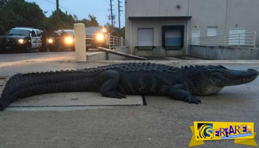 Αλιγάτορας ... Godzilla βγήκε "παγανιά" σε εμπορικό κέντρο!